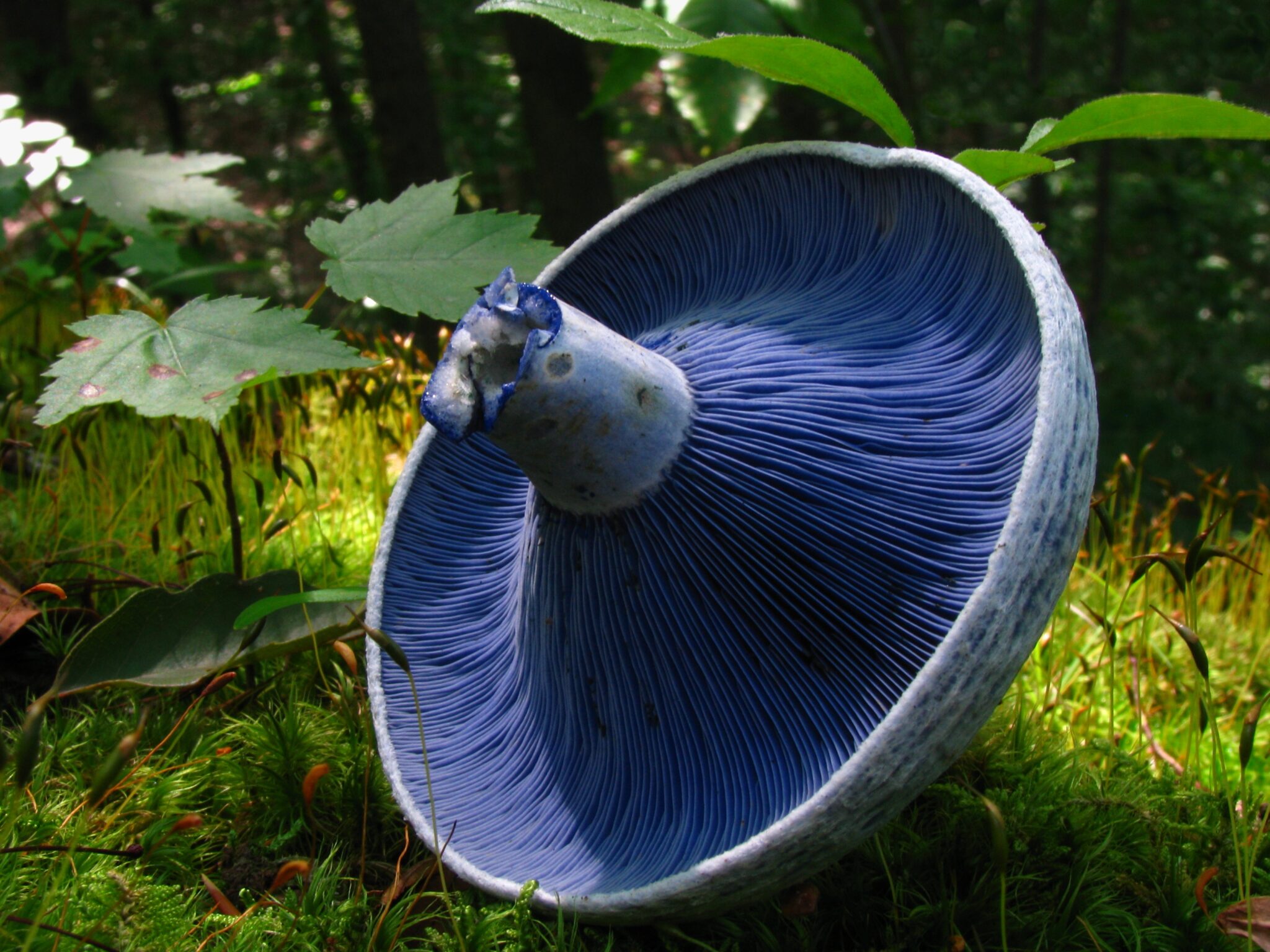 The Indigo Milk Cap A New Find For The Pacific Northwest – Foraged