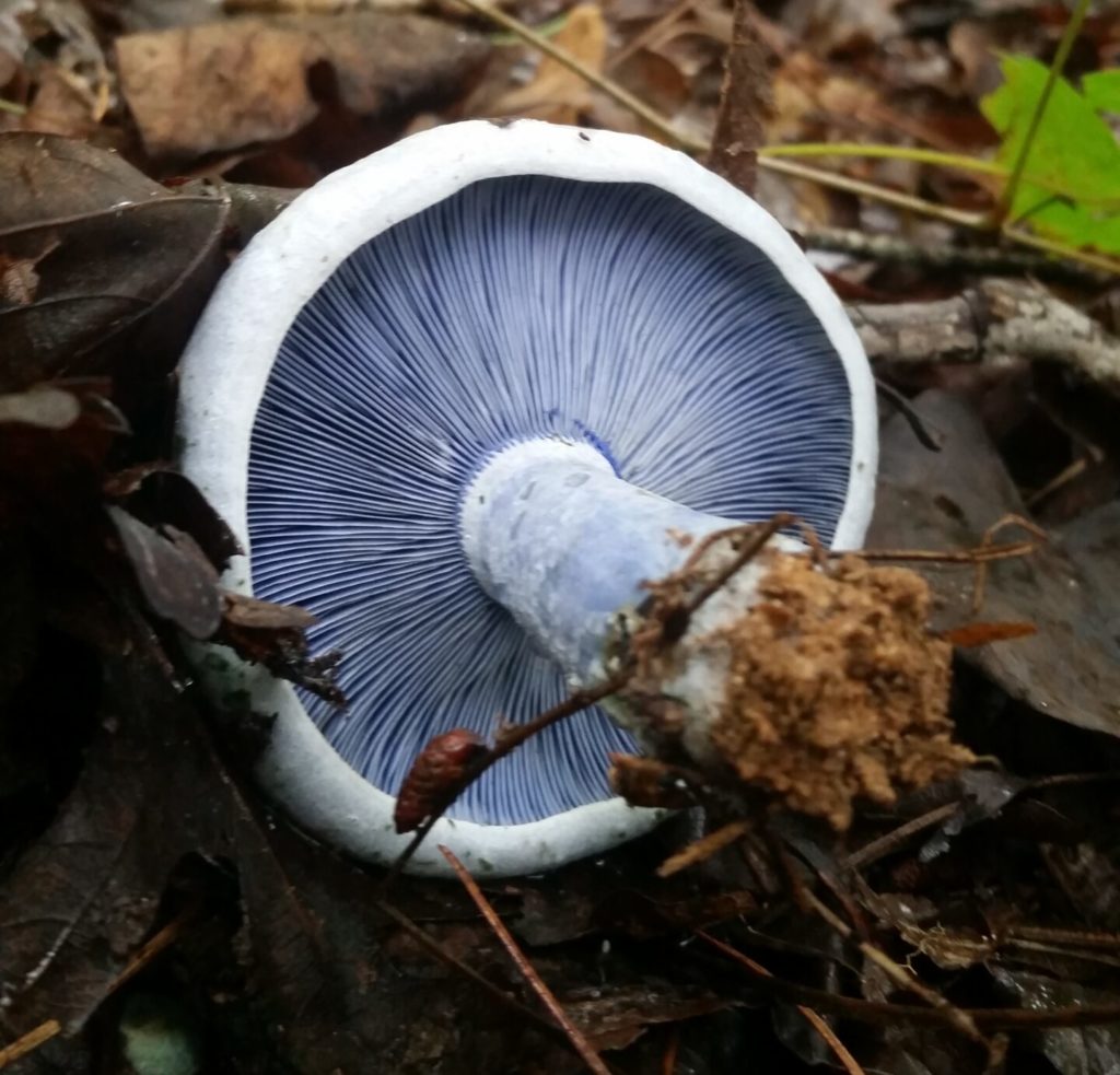 The Indigo Milk Cap A New Find For The Pacific Northwest – Foraged