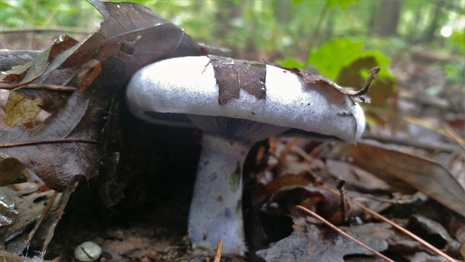 The Indigo Milk Cap A New Find For The Pacific Northwest – Foraged