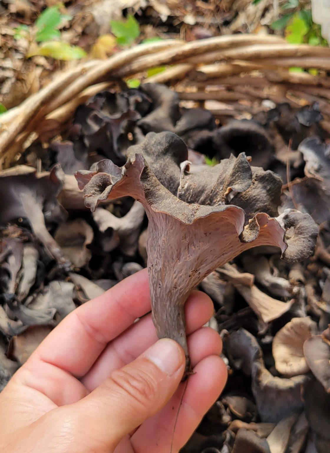 Foraging Certification Courses – Foraged