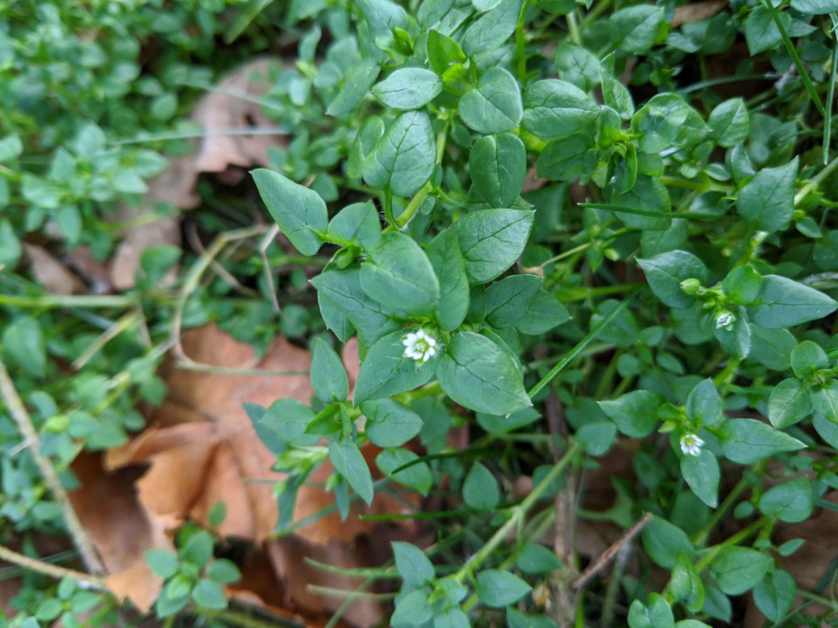 Winter Foraging 101 Foraging Wild Greens – Foraged