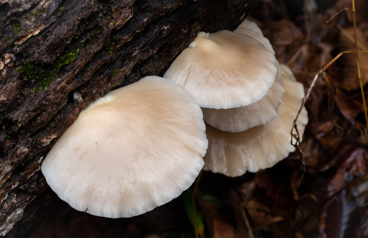 Winter Foraging 101 Foraging Wild Mushrooms – Foraged
