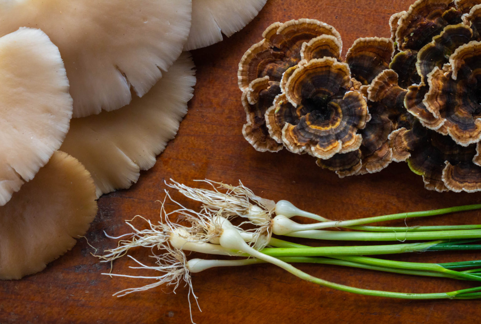 Winter Foraging Tips – Foraged