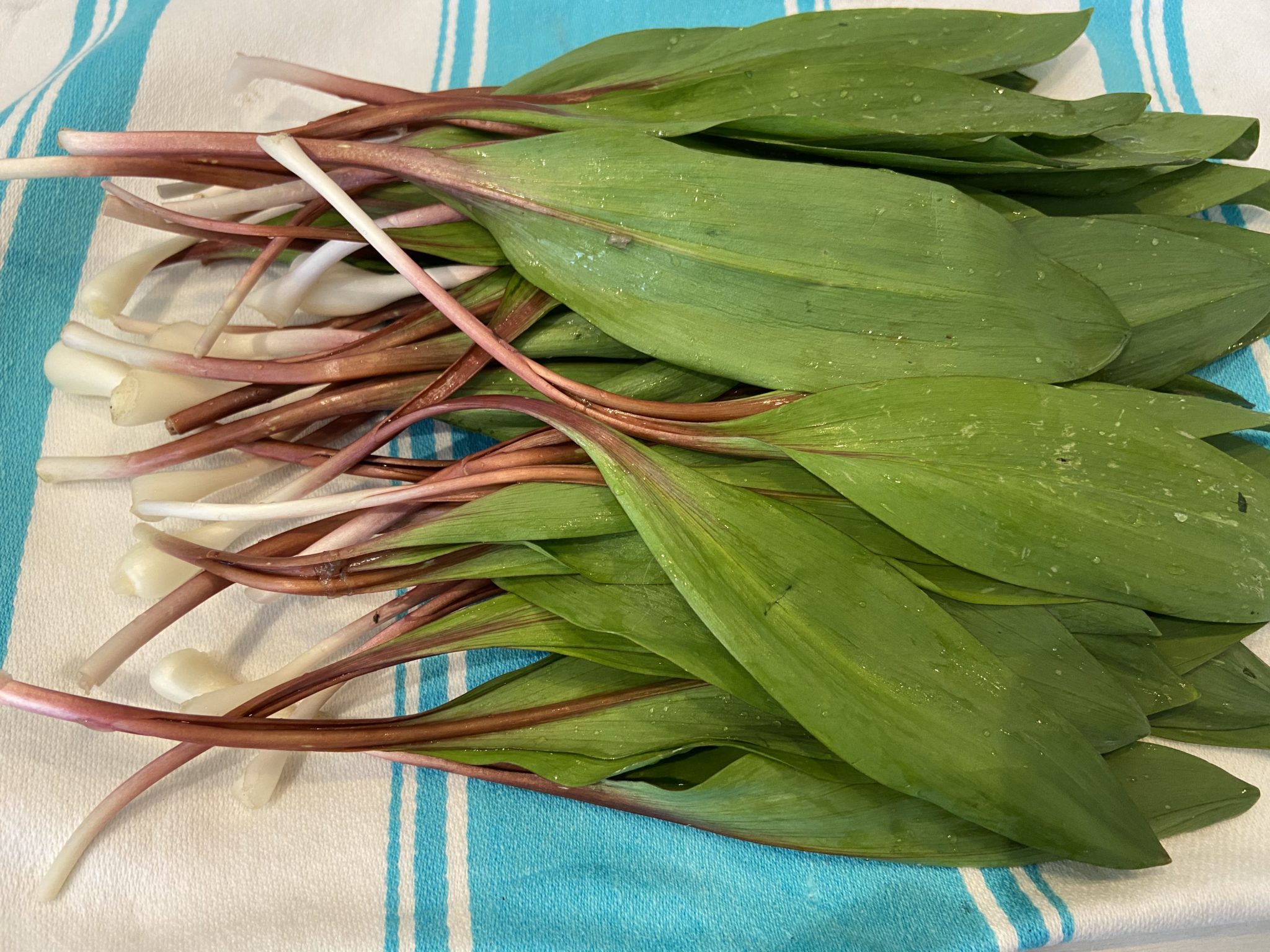 Sustainable Harvesting Of Ramps Allium Tricoccum – Foraged