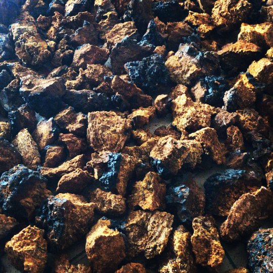 Chaga Tea - Everything You Need to Know To Make It - Foraged