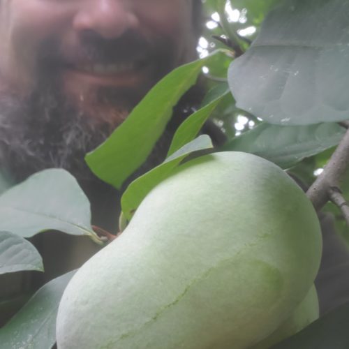 Facts About The Indigo Milk Cap – Foraged