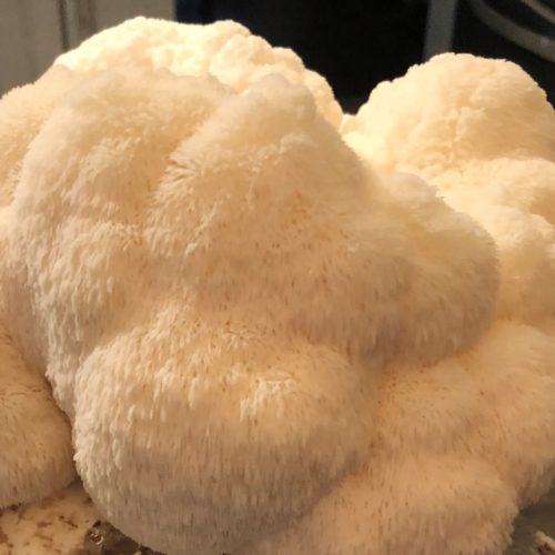Facts About The Indigo Milk Cap – Foraged
