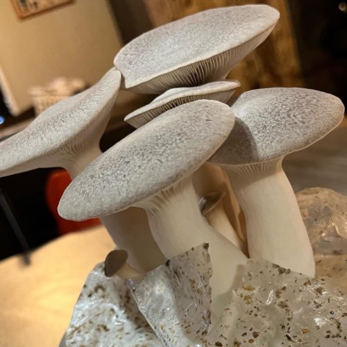 Facts About The Indigo Milk Cap – Foraged