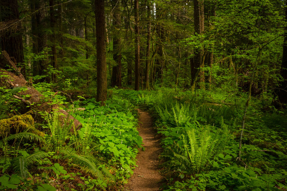 Lift'em Up - Foraged