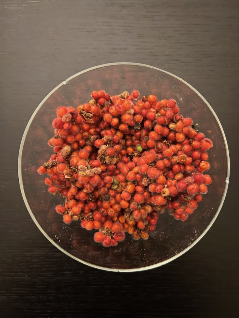 Fresh "Fragrant Sumac" - Whole Berries (Not dried) RARE. Organically ...
