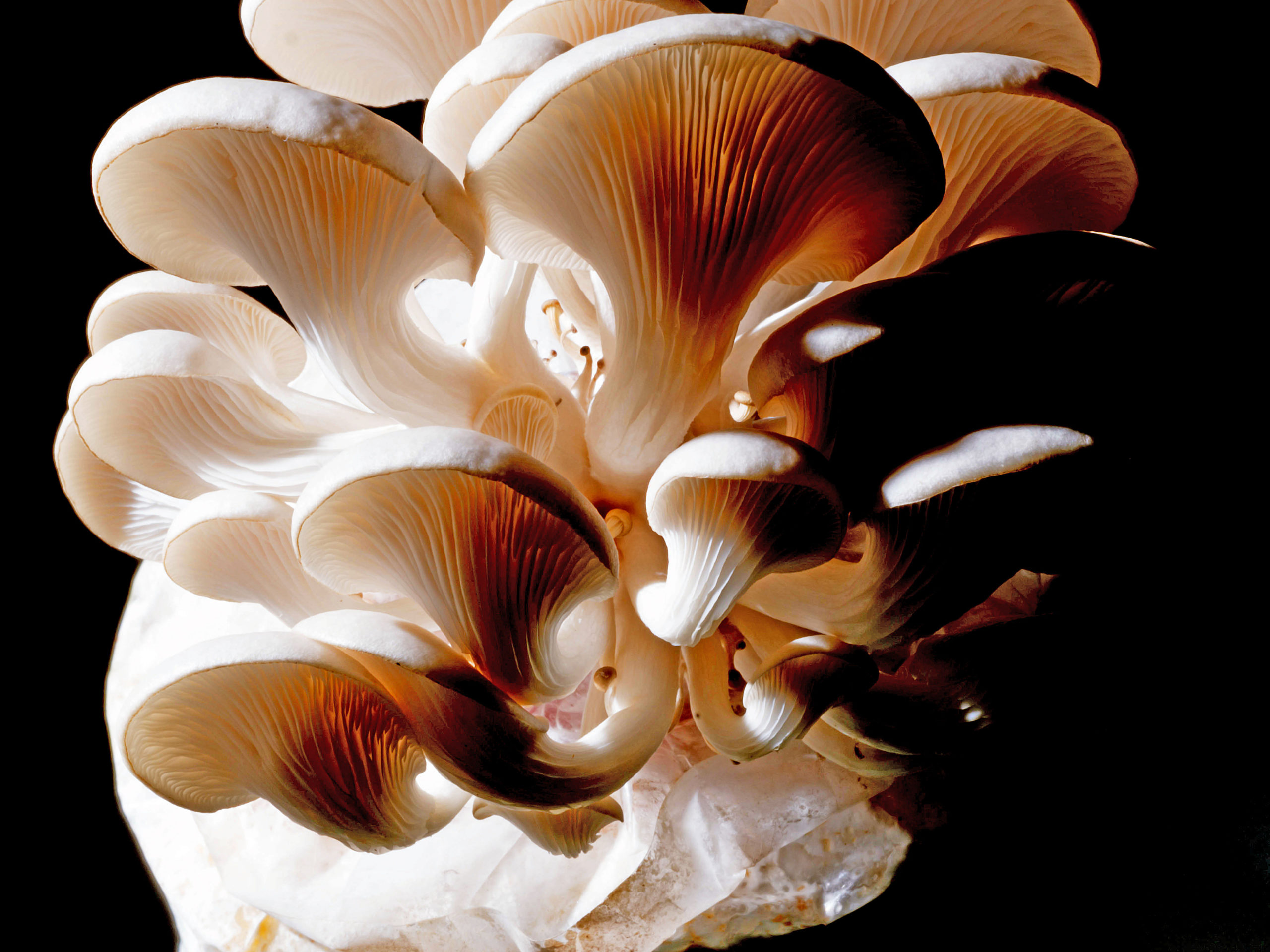 Fresh Italian Oyster Mushrooms - Buy Online | Foraged