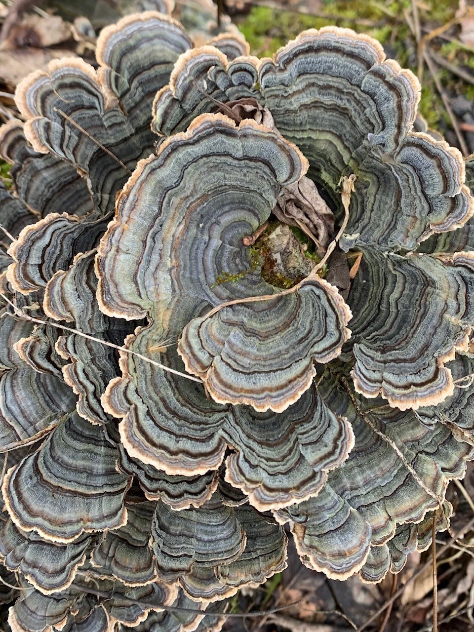 Wild Foraged Turkey Tail-Ground - Buy Online | Foraged