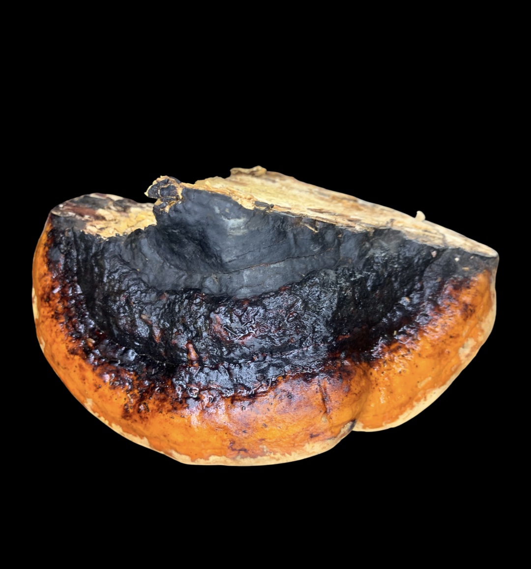 Red Belted Conk - Fomitopsis pinicola - Buy Online | Foraged