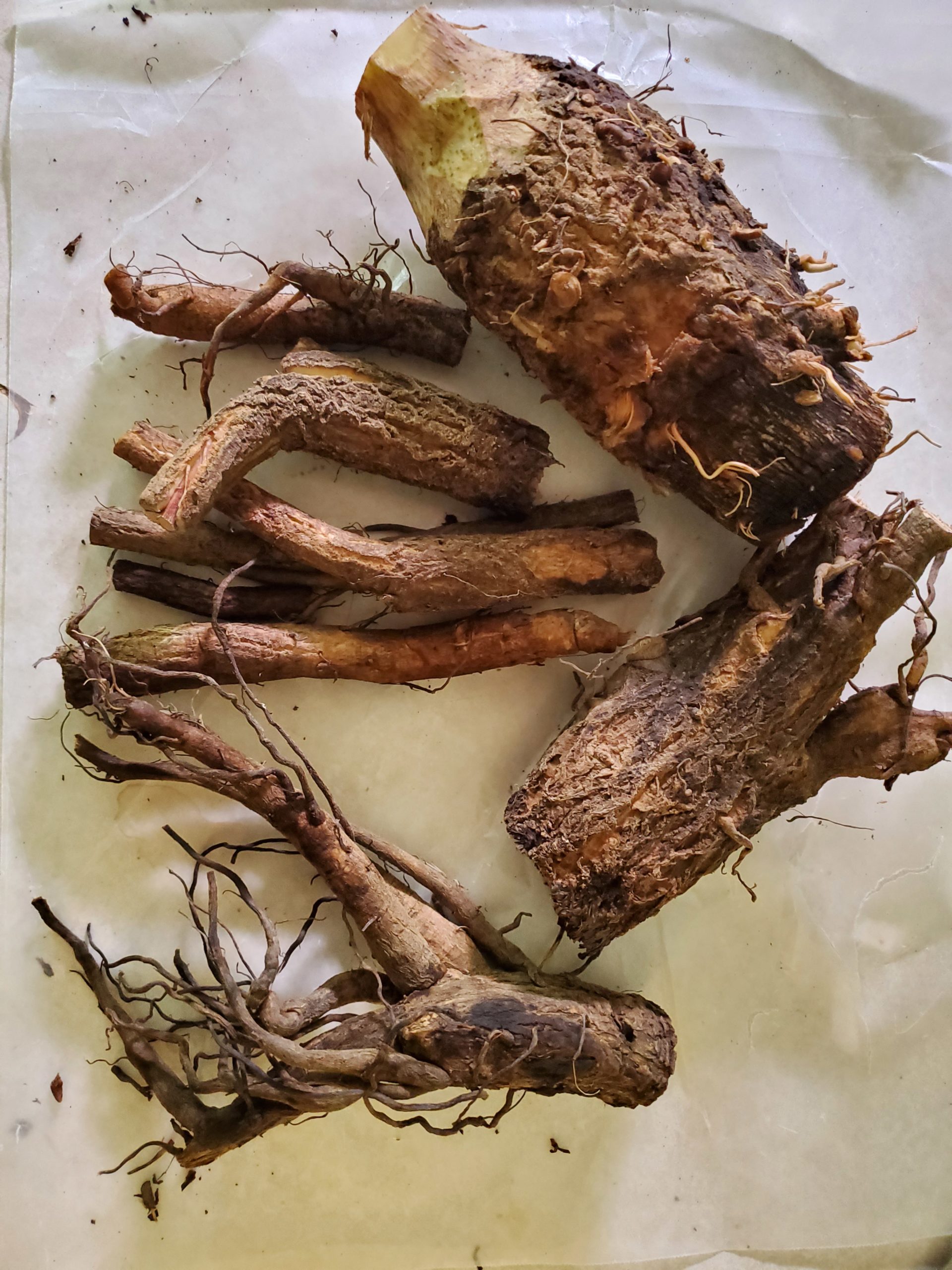 Fresh Wild Burdock Root - Harvested from New York's Finger Lakes Region ...