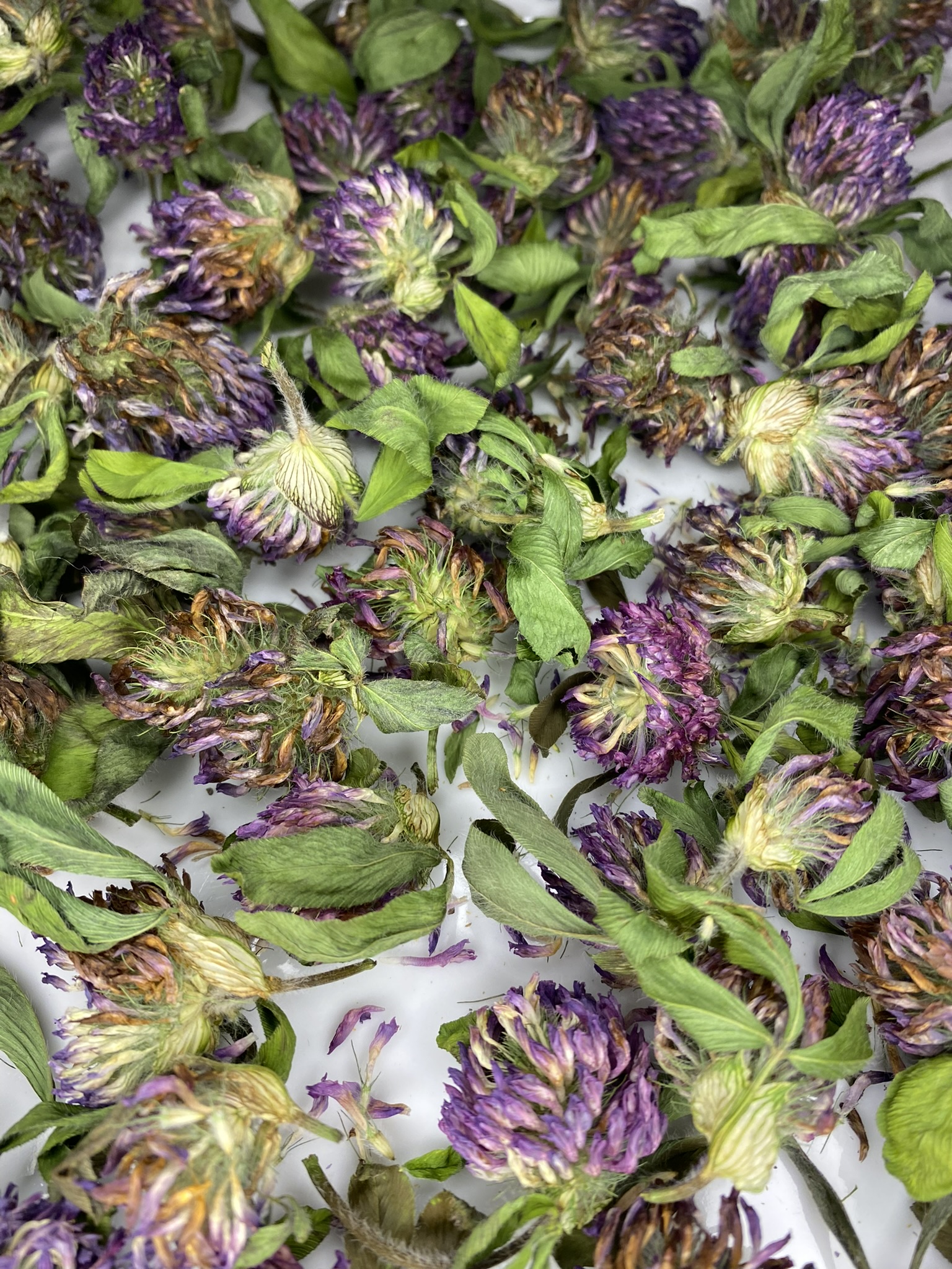 Dried Wild Red Clover Blossoms - Buy Online | Foraged