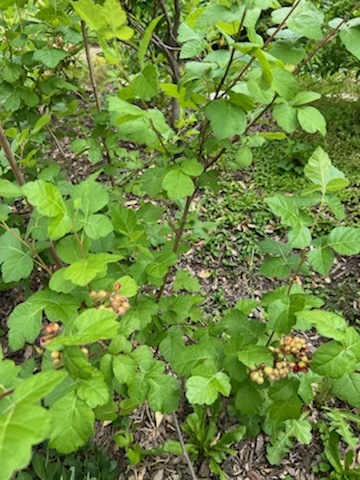 Fragrant Sumac - FRESH - Whole Berries. Organically grown. *See note at ...