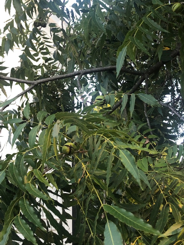 North Carolina Pecans - Foraged