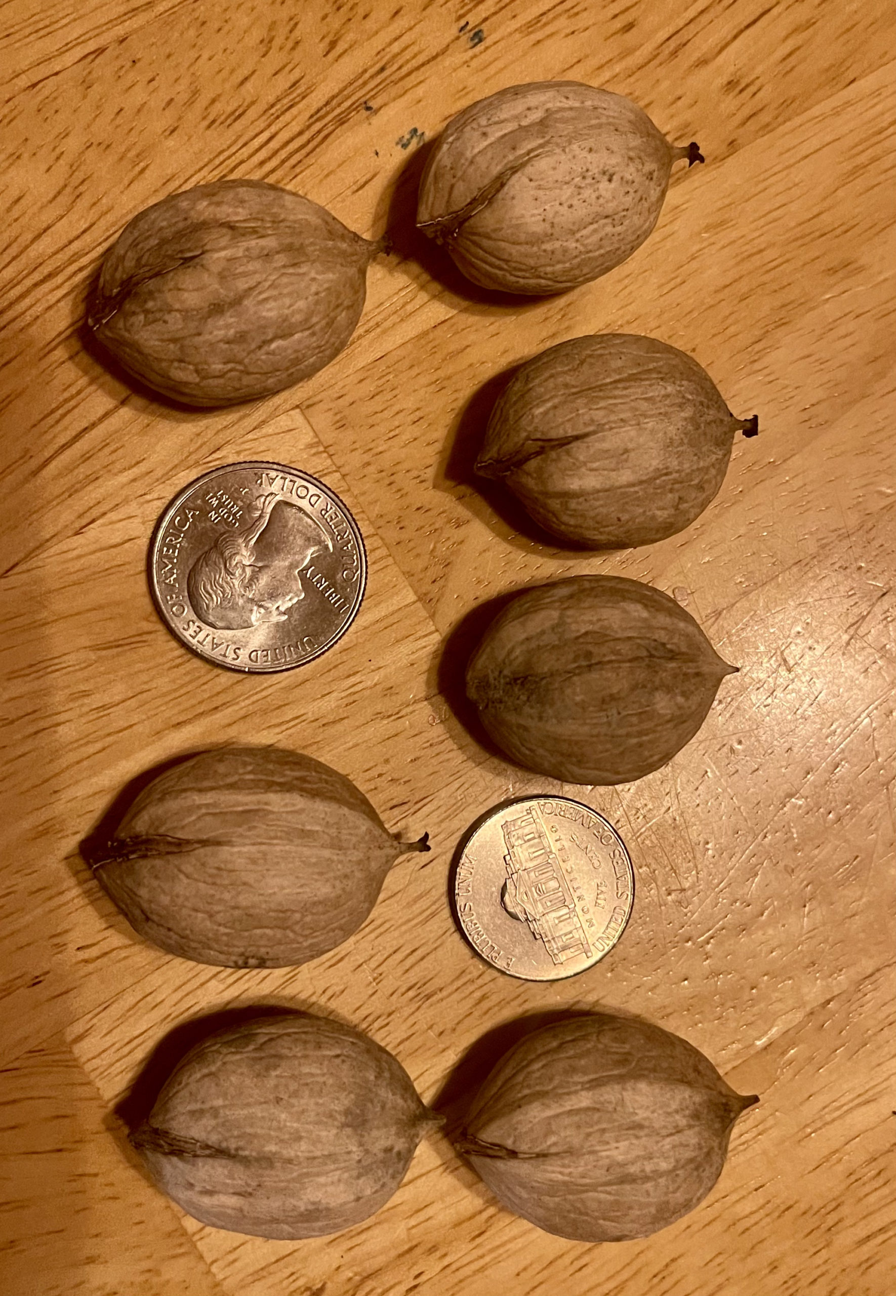 1 pound Wild Foraged Shagbark Hickory Nuts | Hand gathered | Woods ...