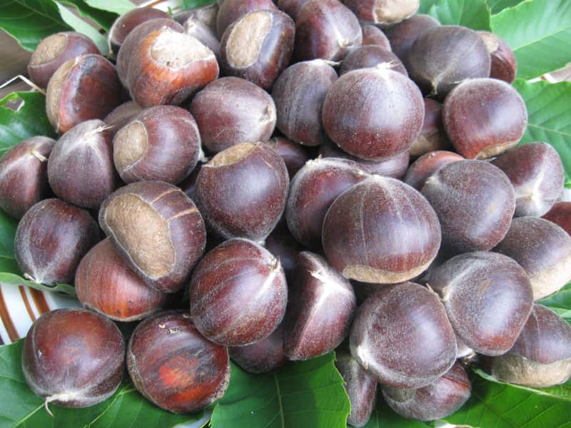 Dunstan Chestnut Seedlings (Pack of 2) - Buy Online | Foraged