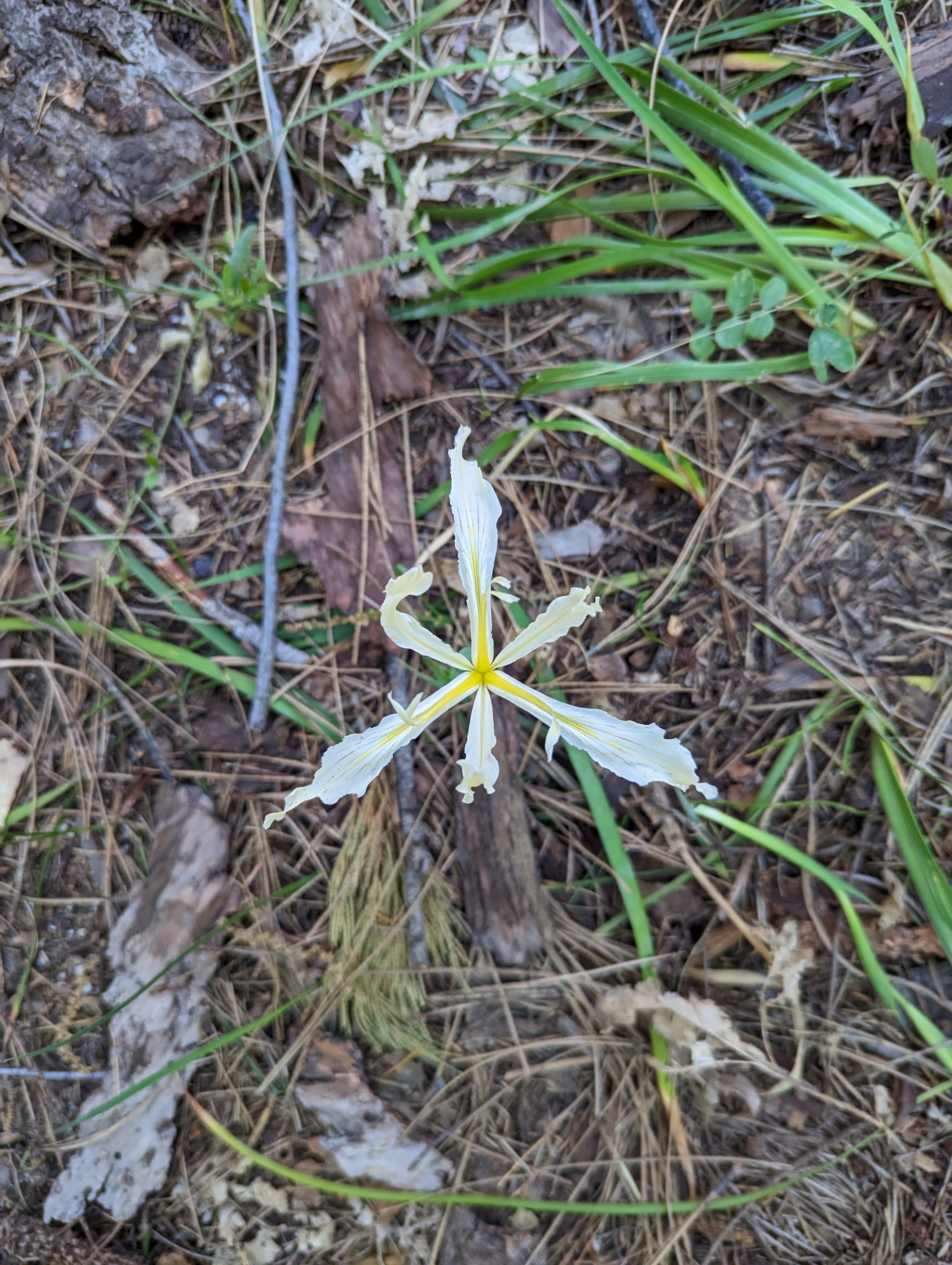 Wild Iris Bulb - Buy Online | Foraged