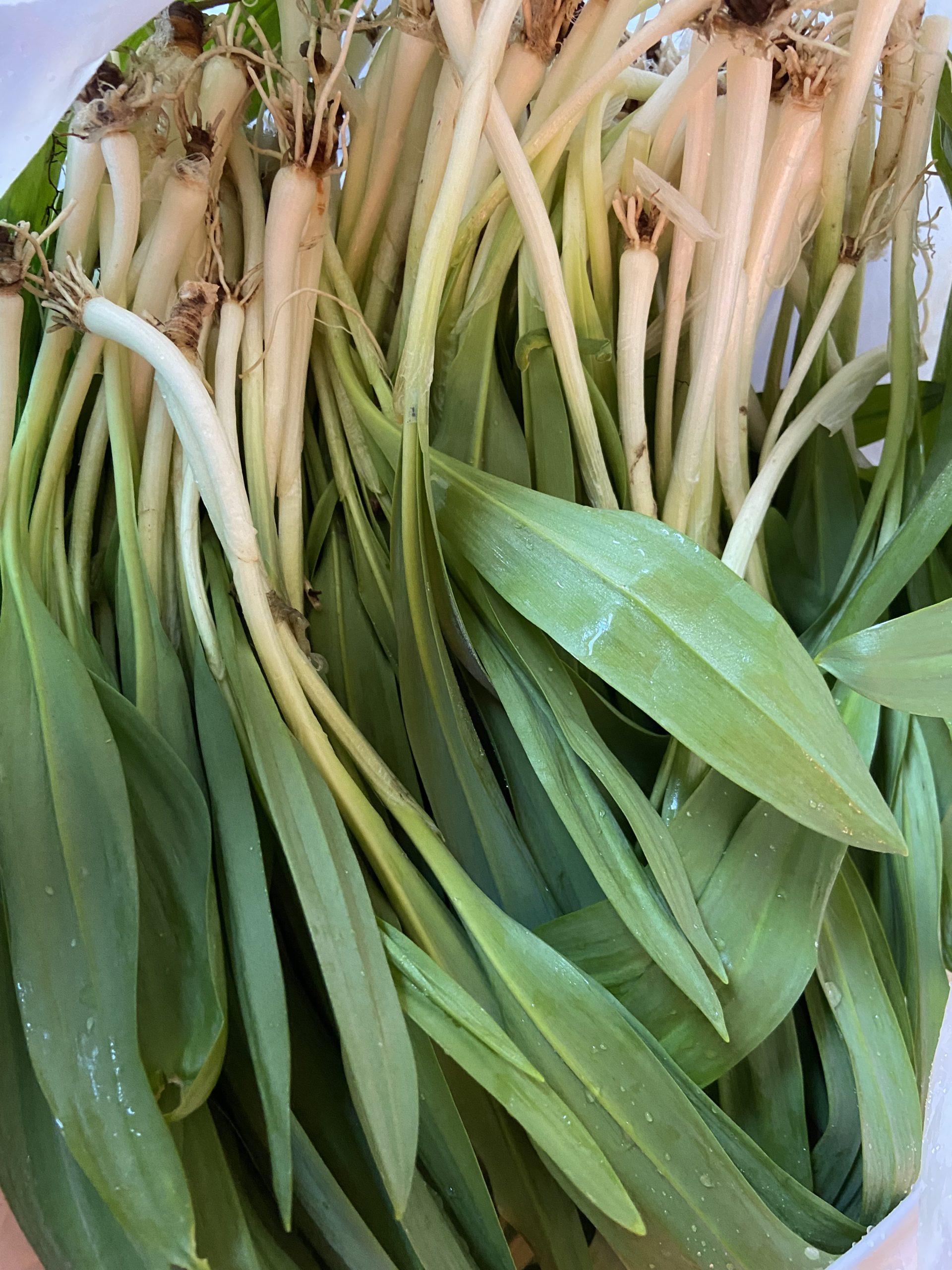 2# Fresh Wild Ramps- late April/early May - Buy Online | Foraged