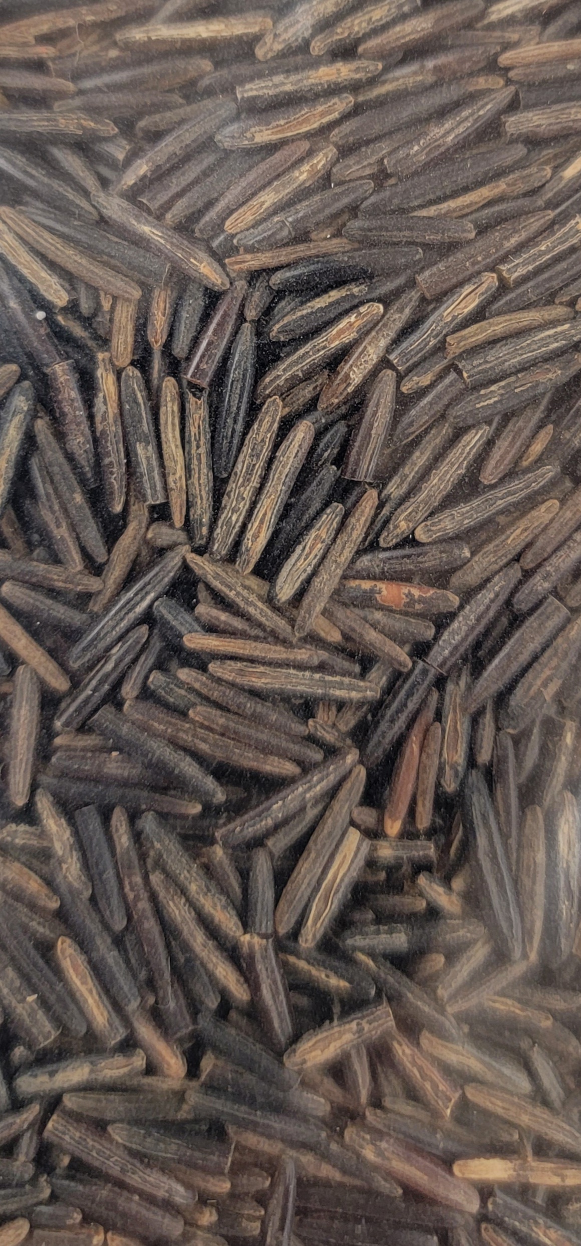 3lbs of Wood Parched Cultivated Wild Rice - Quick Cook Whole Grain ...