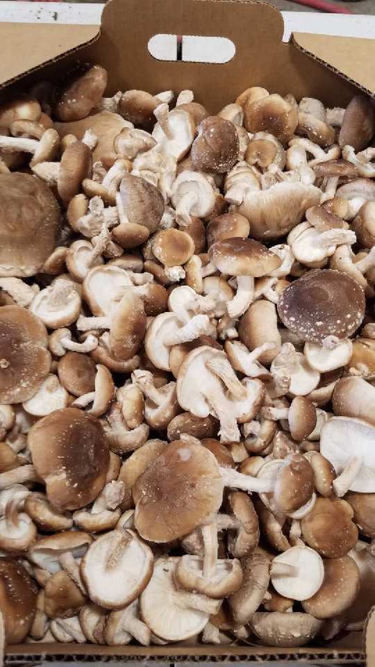 Fresh Shiitake - Foraged