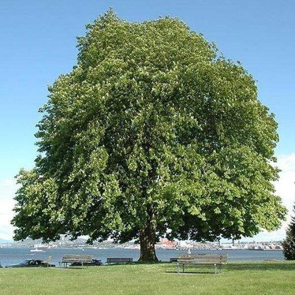 Dunstan Chestnut Seedlings (Pack of 2) - Buy Online | Foraged