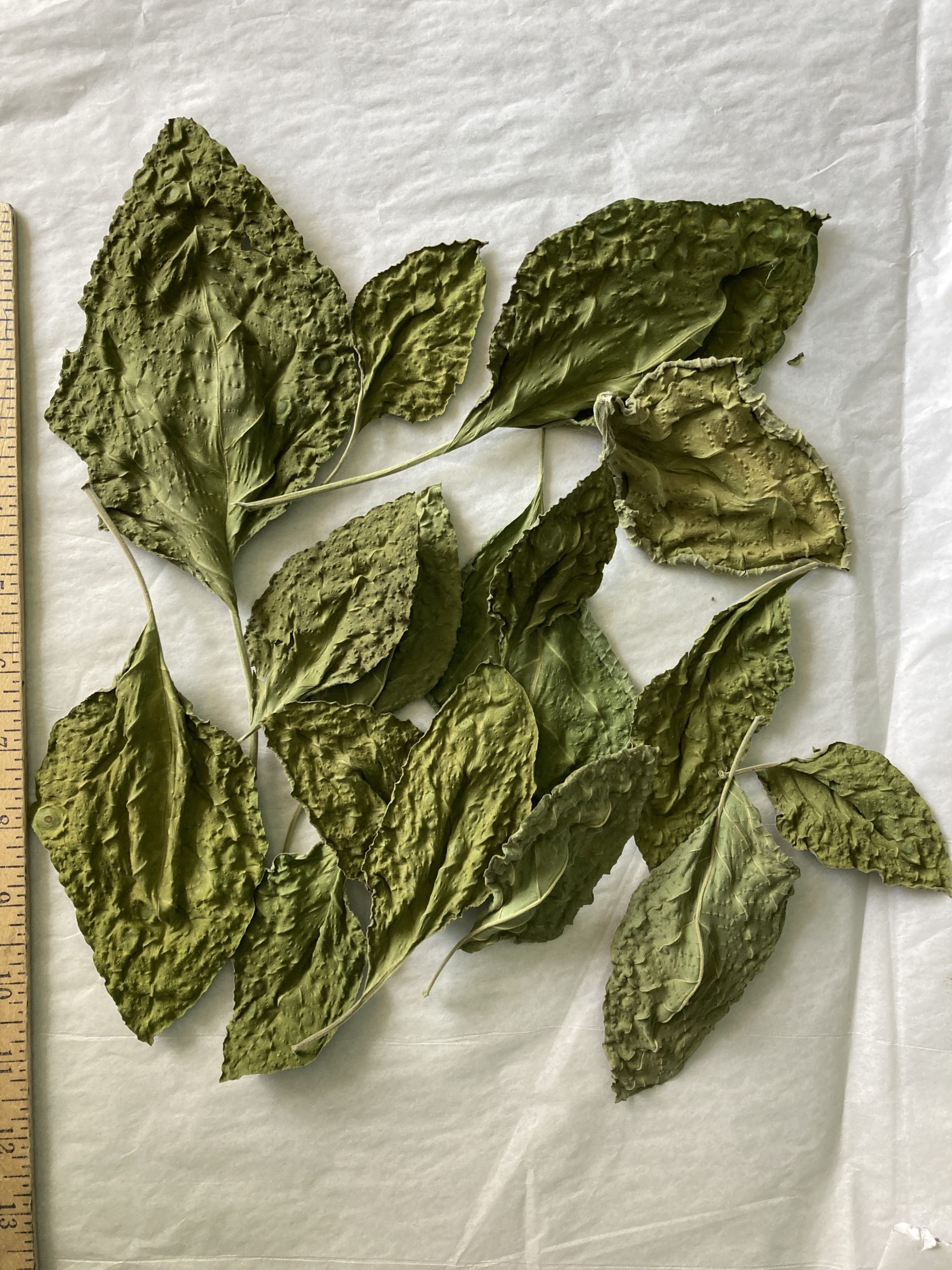Datura Inoxia LEAVES 10g Whole Dried Moonflower Thornapple Pricklyburr ...