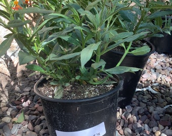 Red Butterfly Milkweed Asclepias curassavica 'Red Butterfly' Plant ...