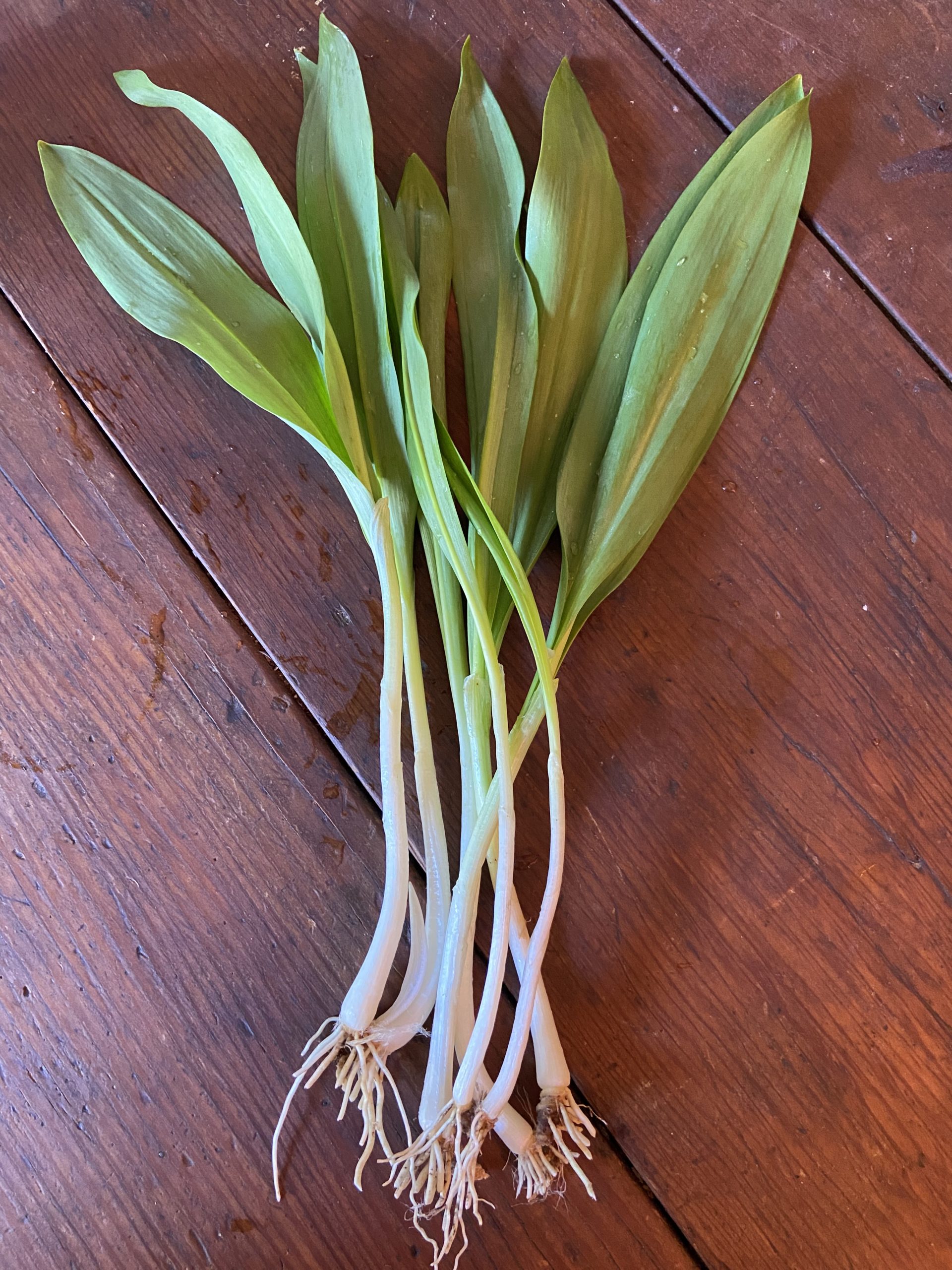 2# Fresh Wild Ramps- late April/early May - Buy Online | Foraged