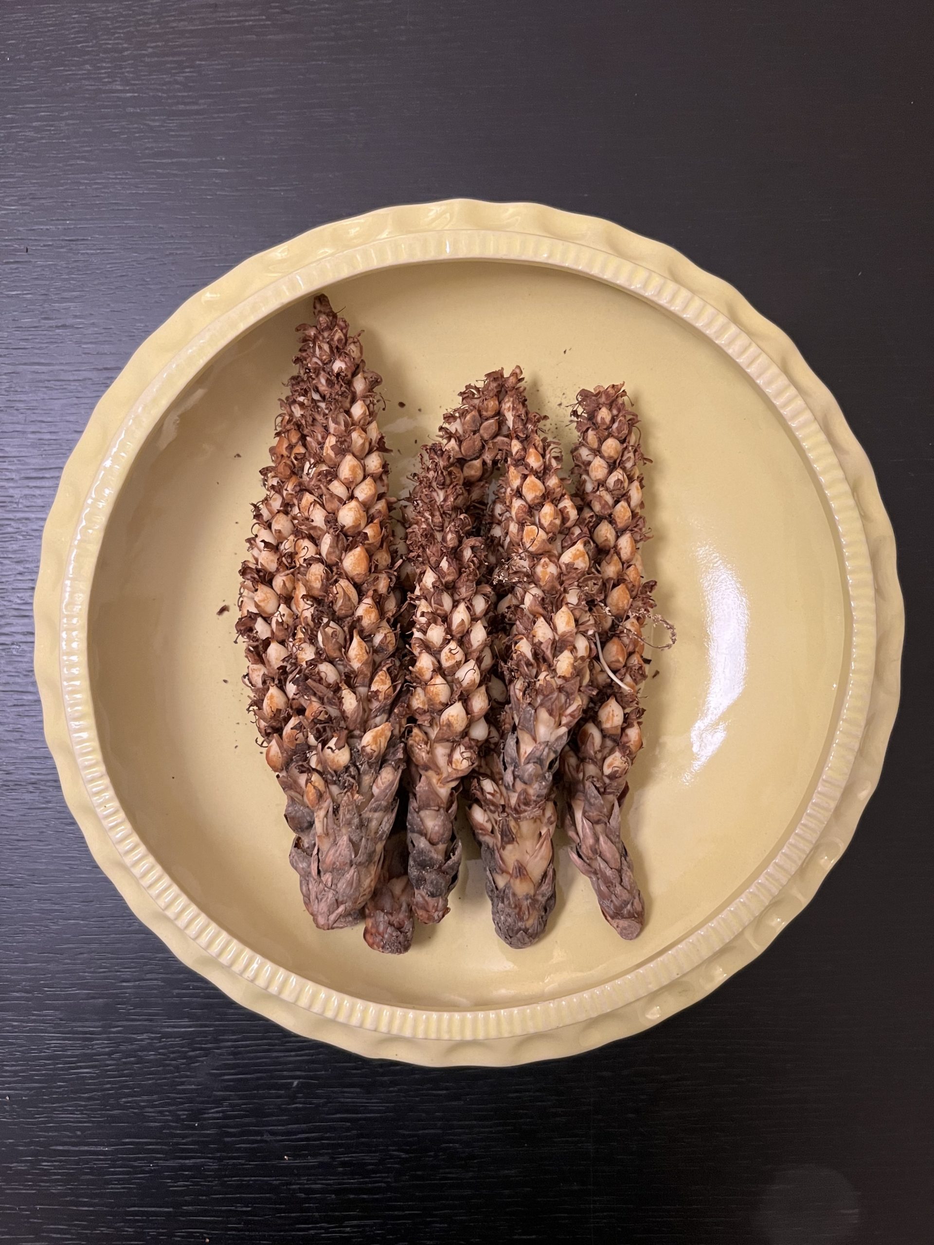 Squaw Root, Fresh (aka Bear Corn) for a Limited Time - Buy Online | Foraged