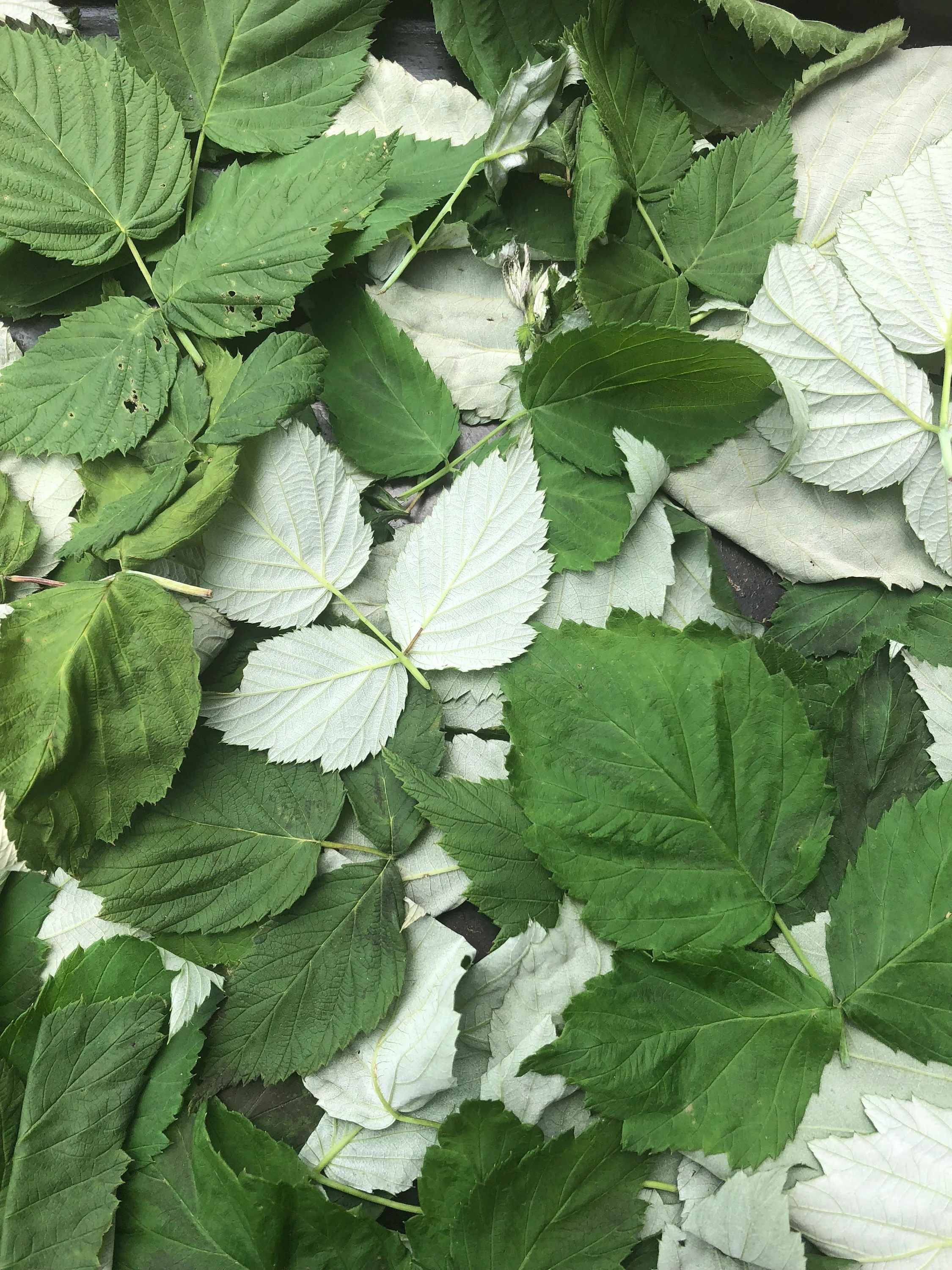 black raspberry leaf tincture- wild foraged tinctured fresh - Buy ...