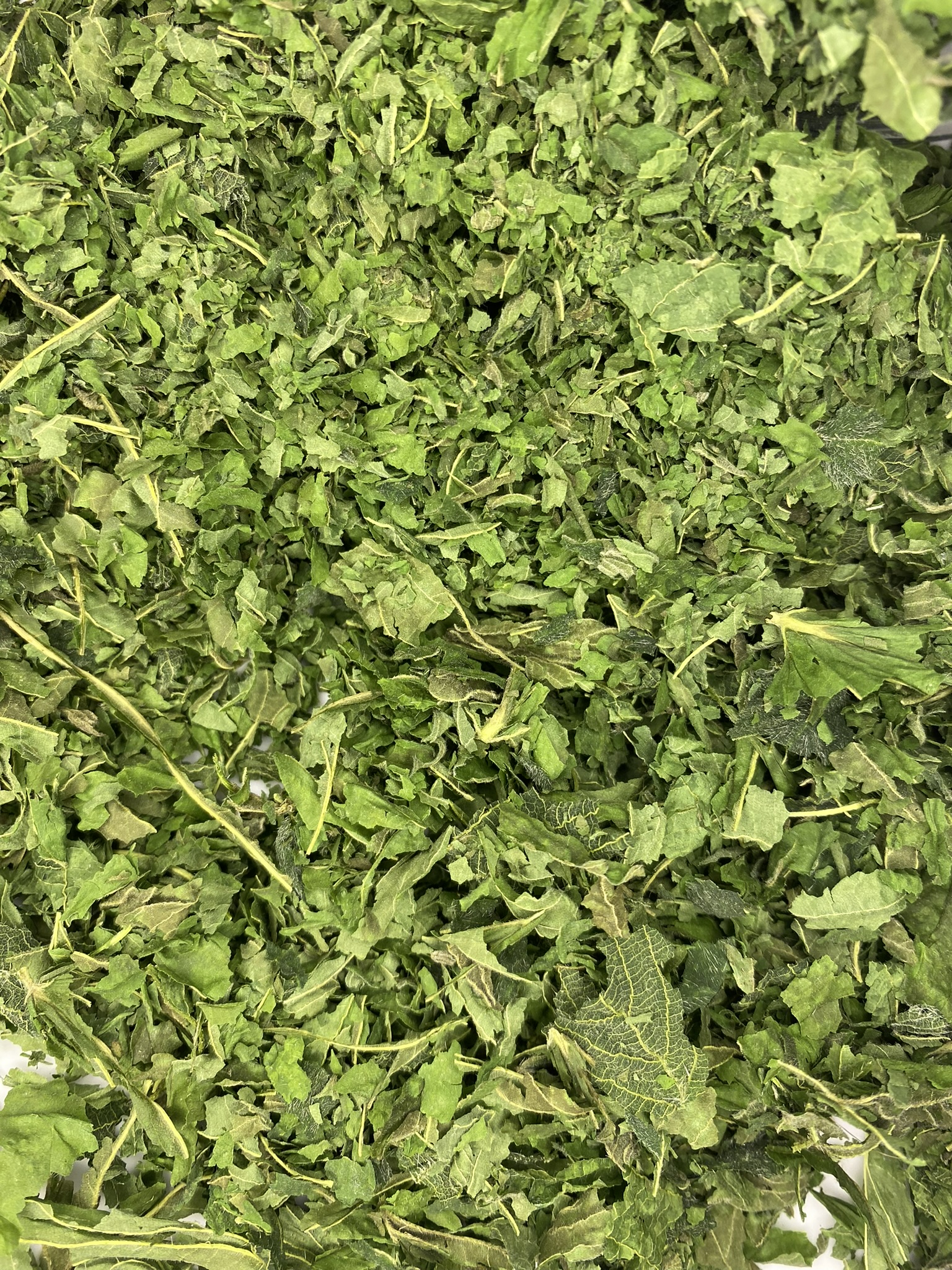 Dried Wild Stinging Nettle - Buy Online | Foraged
