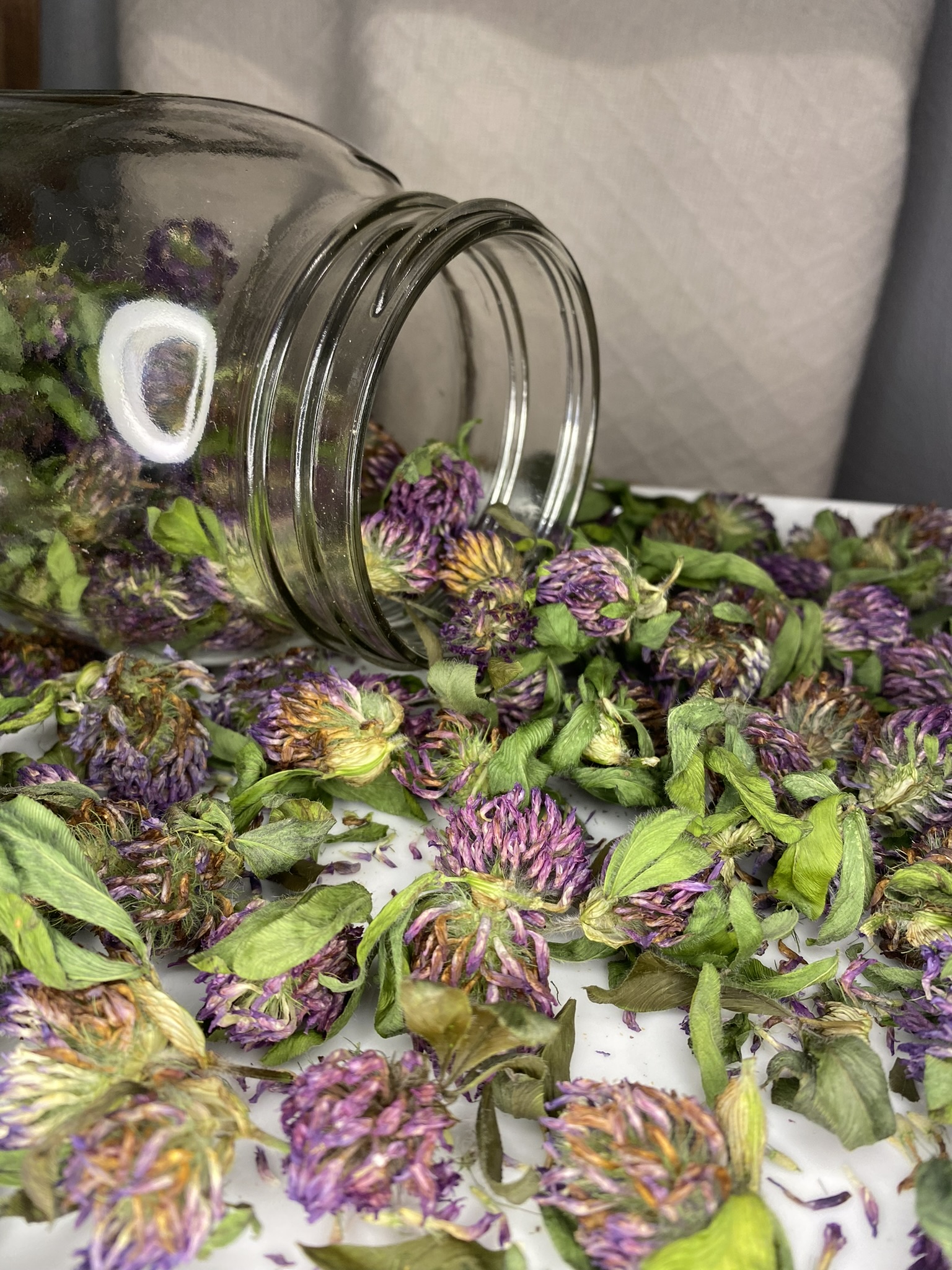 Dried Wild Red Clover Blossoms - Buy Online | Foraged