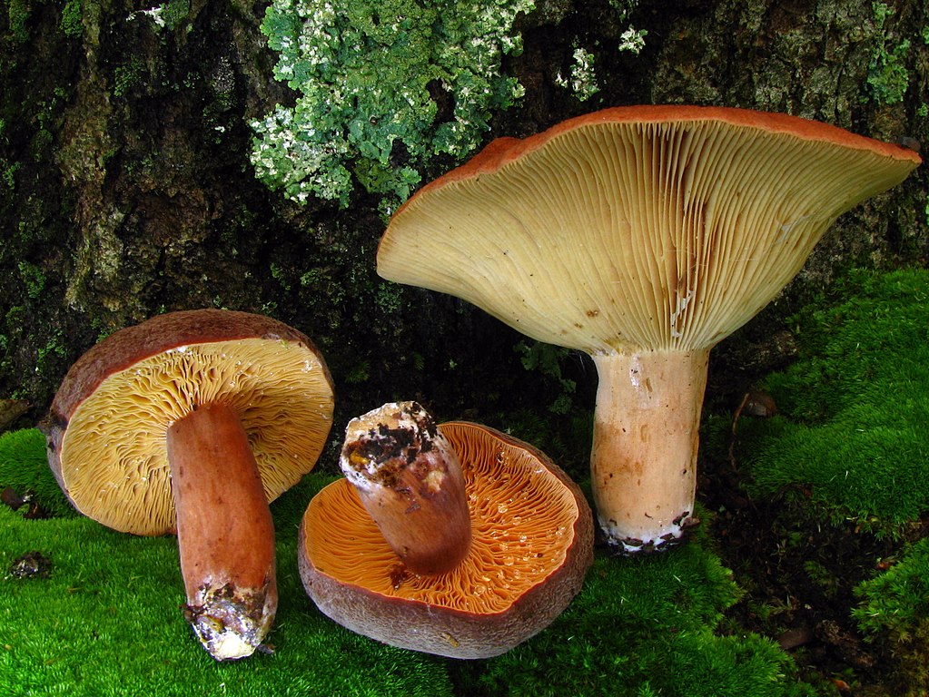 Bulk Fresh Leatherback Mushrooms (1lb) - Buy Online | Foraged