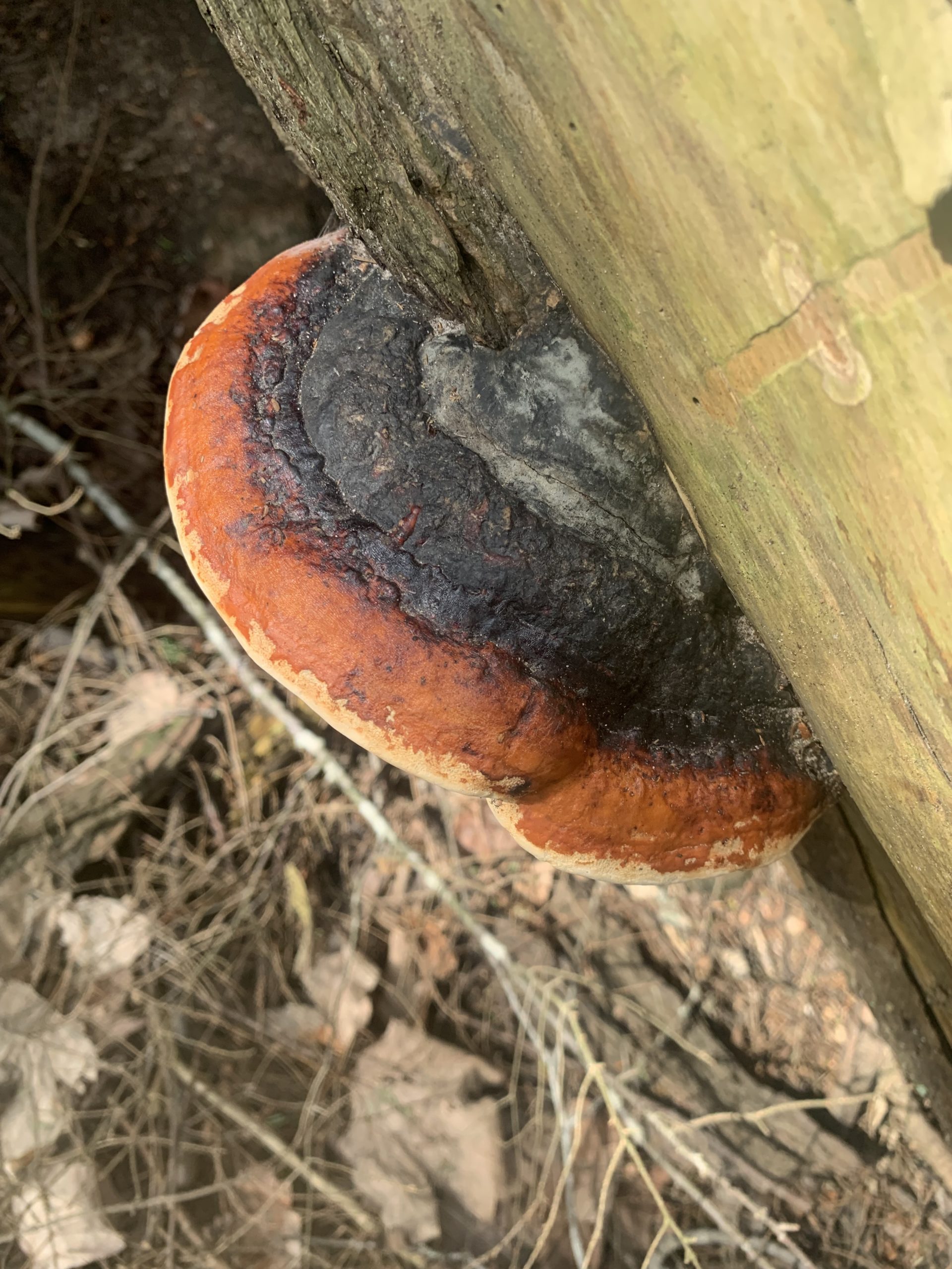 Red Belted Conk - Fomitopsis pinicola - Buy Online | Foraged