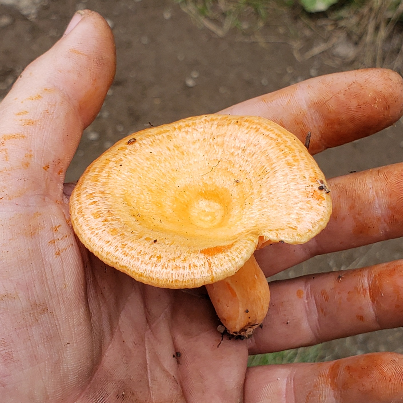 Dried Saffron Milk Caps - Rovellones - FREE SHIPPING INCLUDED! - Buy ...