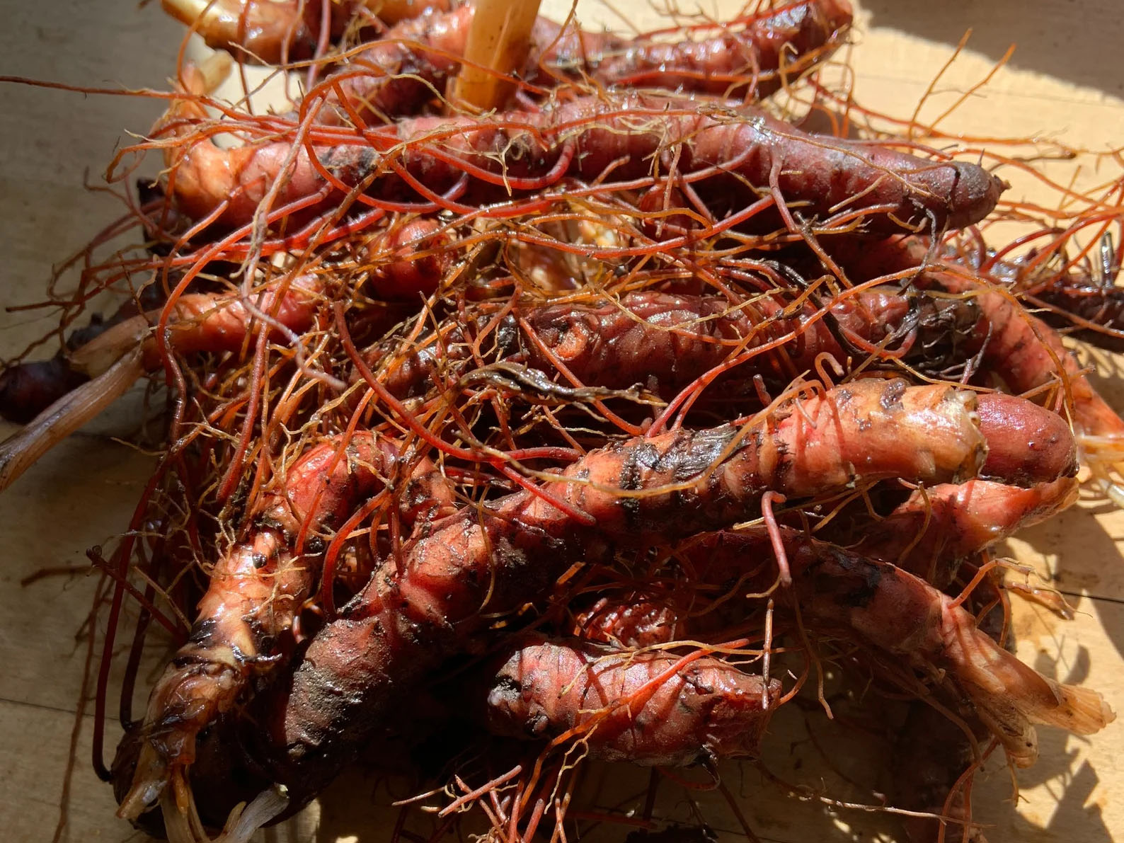 Wildcrafted Blood Root - Buy Online | Foraged