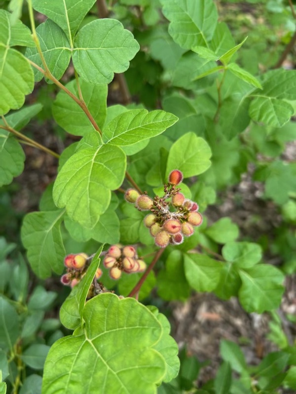 Fragrant Sumac - FRESH - Whole Berries. Organically grown. *See note at ...