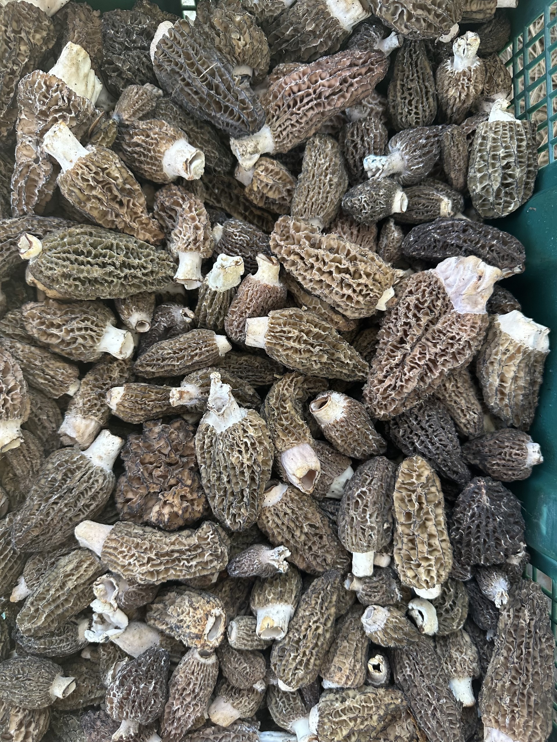 Fresh Wild Black Morels - Foraged