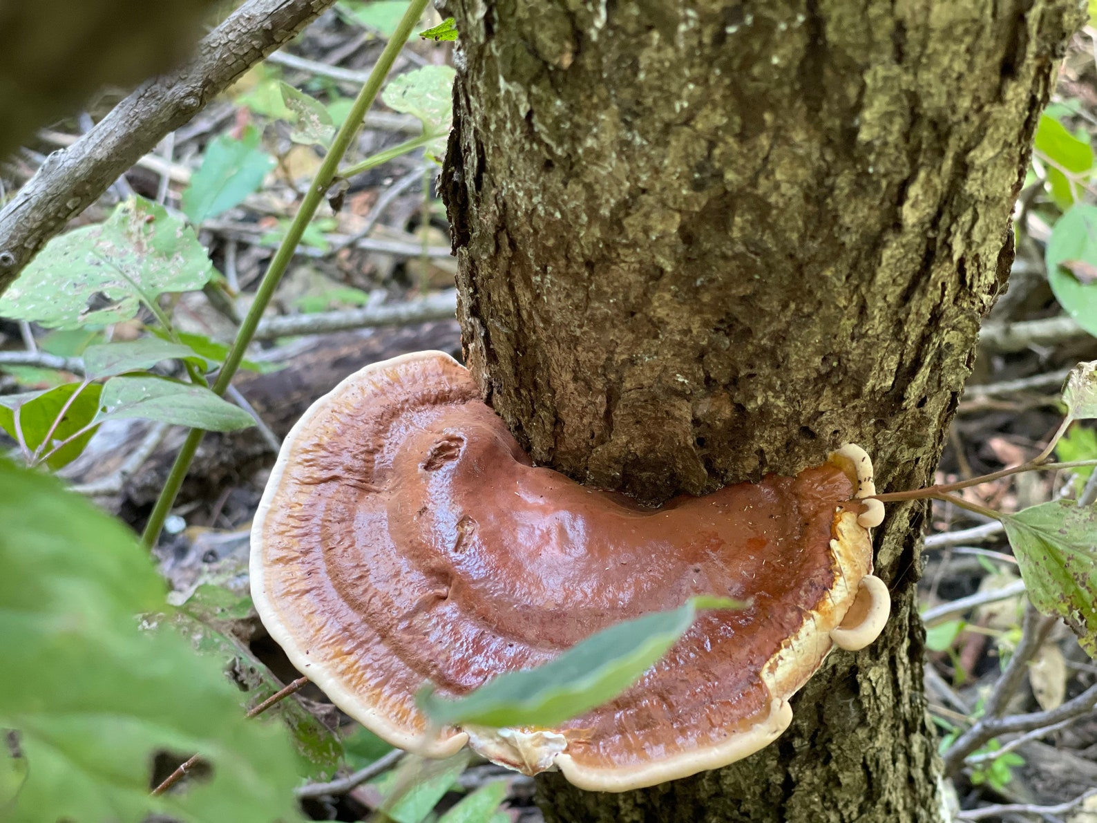 REISHI Powder - Ganoderma sessile - Buy Online | Foraged