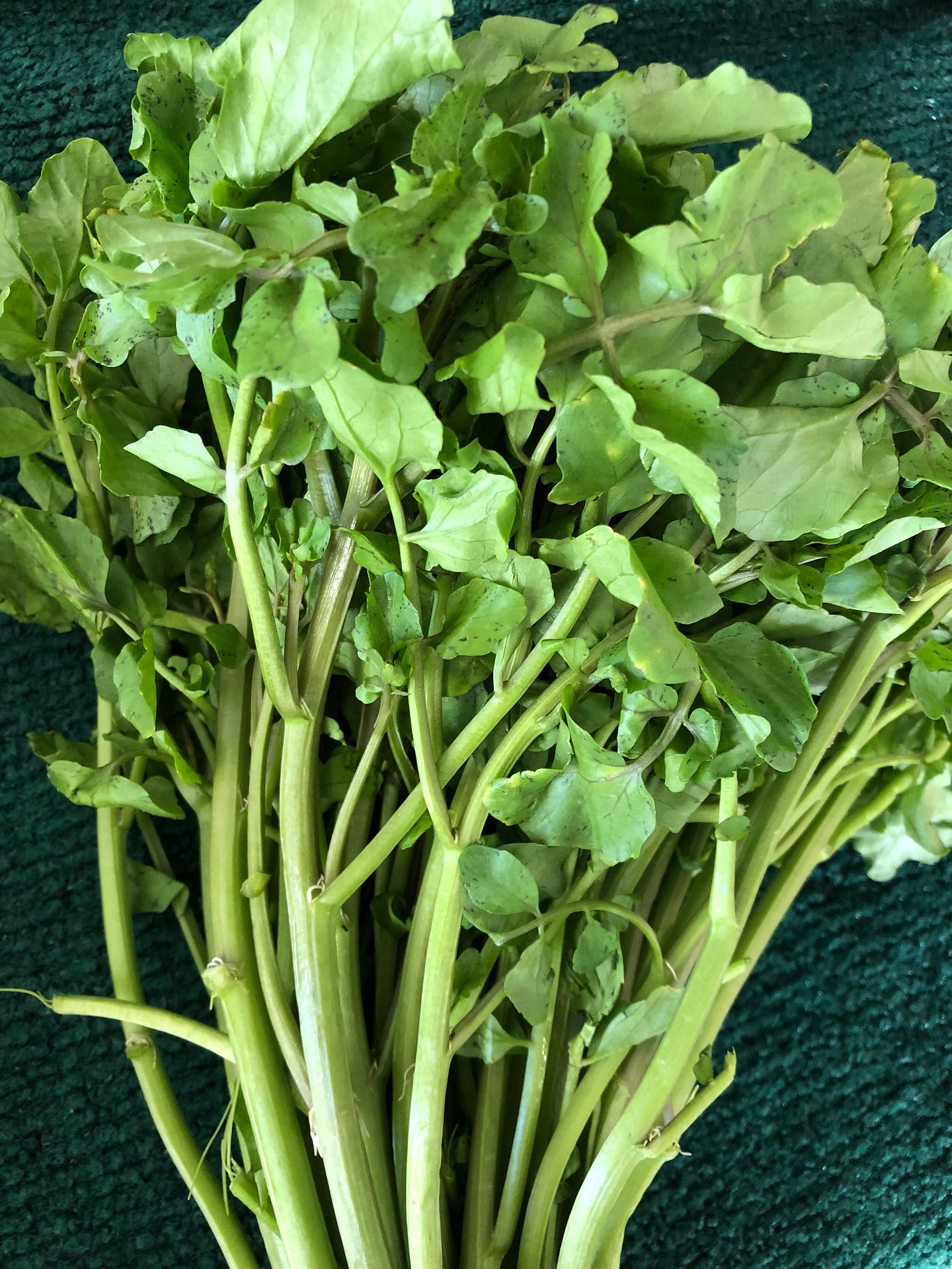 Fresh Wild Watercress - Buy Online | Foraged