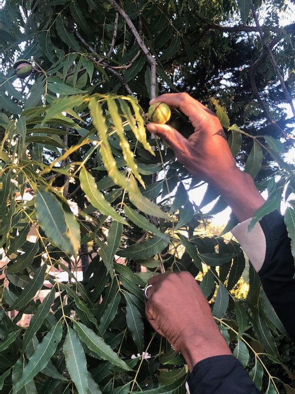 North Carolina Pecans - Foraged