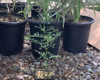 Foothills Palo Verde Tree Cercidium microphyllum - Buy Online | Foraged