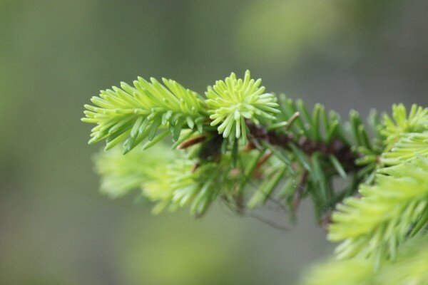 Arctic Warriors Organic Spruce Sprout Powder - Buy Online | Foraged